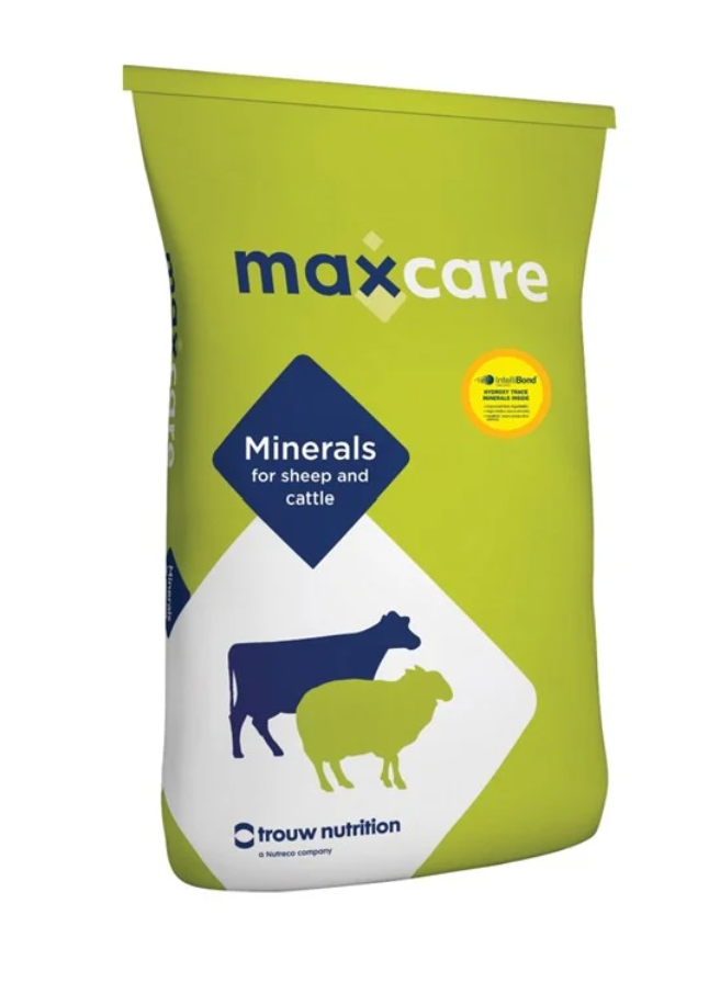 Maxcare Sheep - Galloway & MacLeod