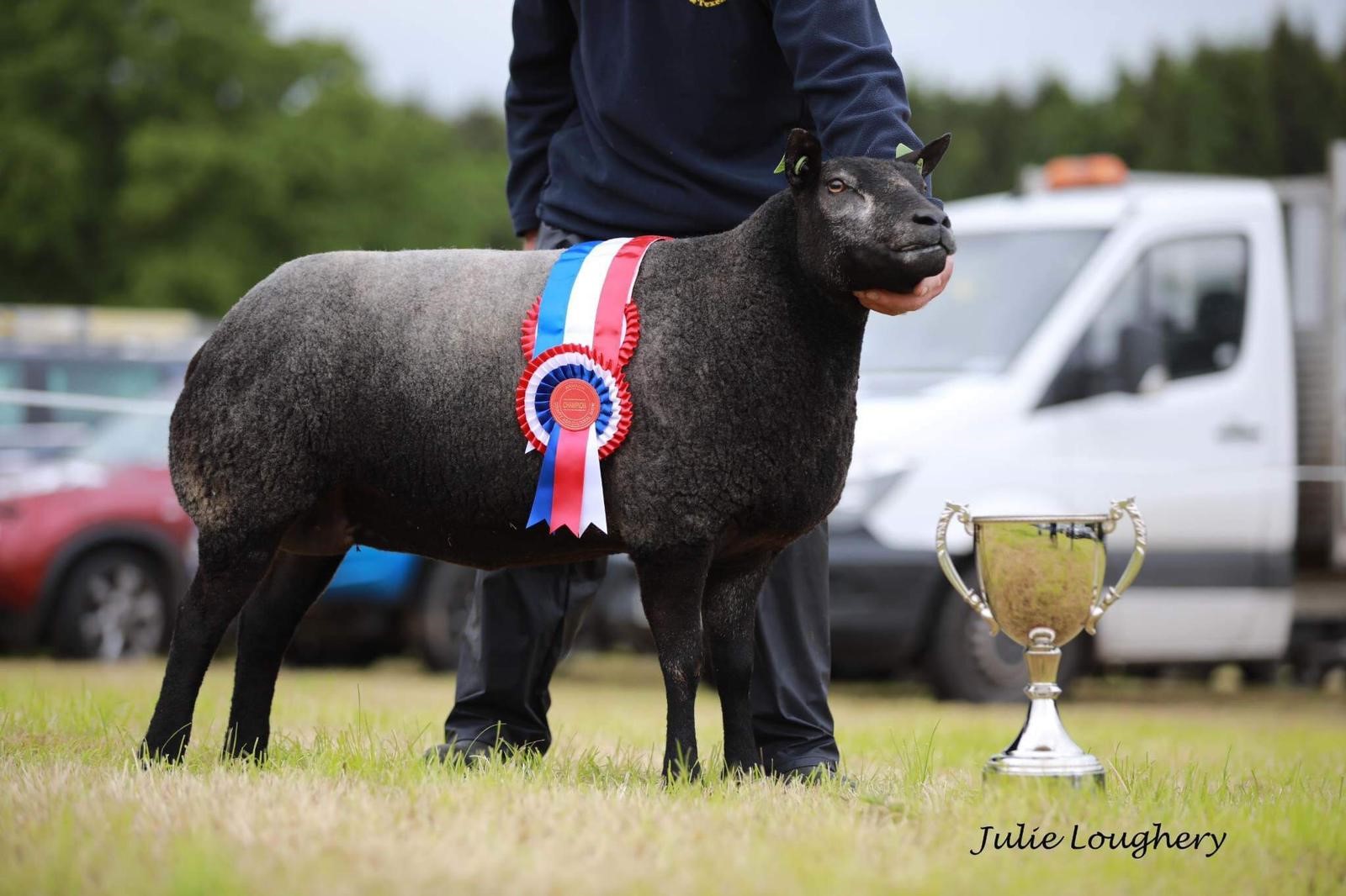 Sheep Feed - Animal Feed - Galloway & Macleod