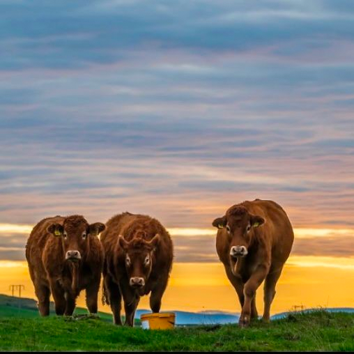 Galloway & Macleod - Animal feed - Agricultural Supplies