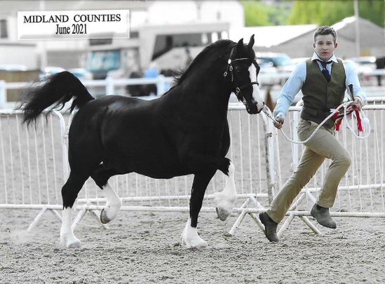 Horse Feed - Horse Supplies - Galloway & MacLeod
