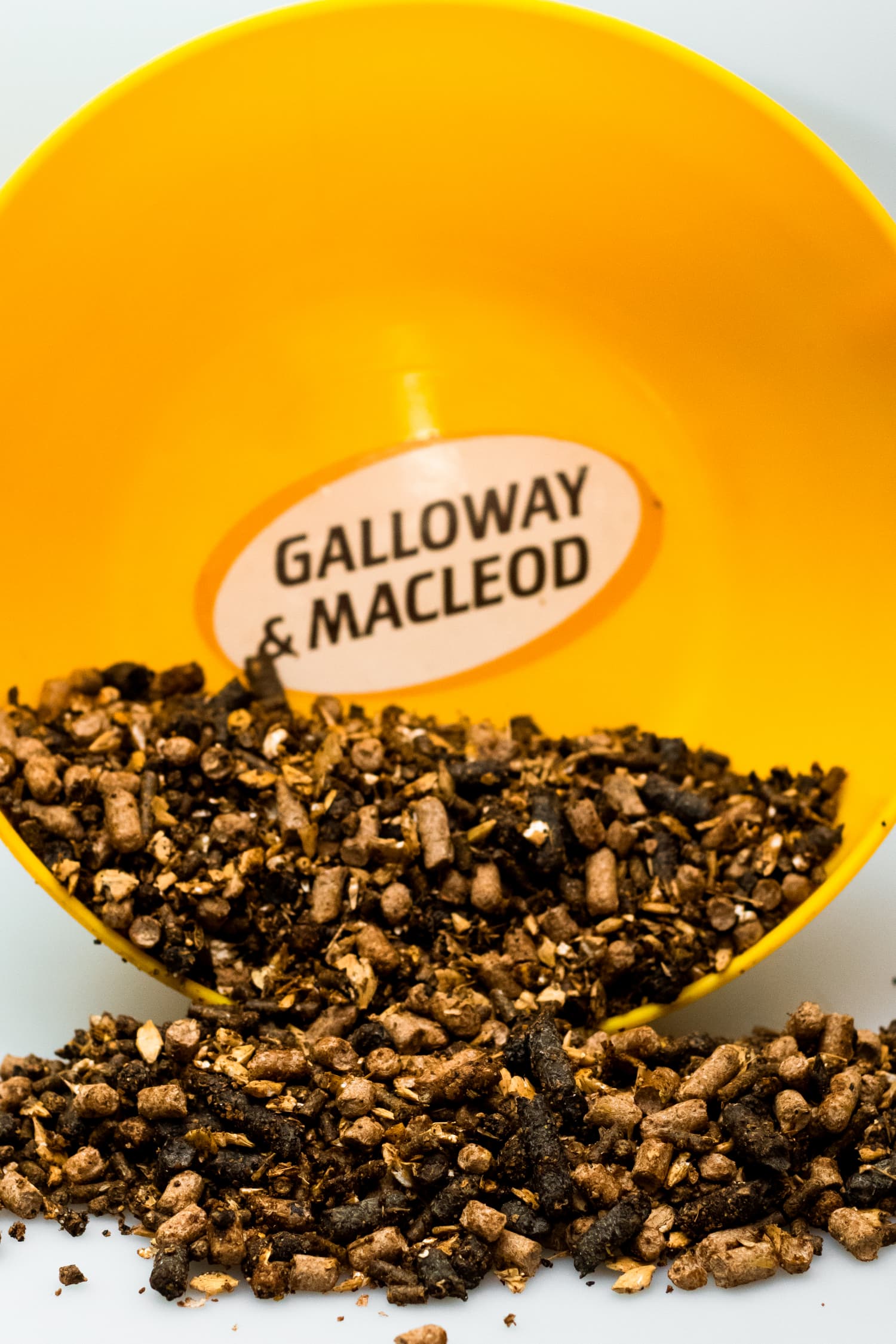 Cattle 50 - Galloway & MacLeod