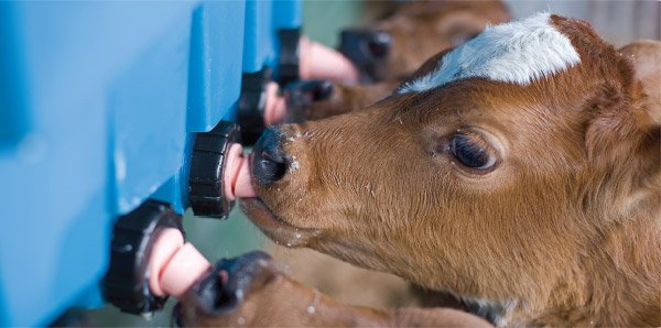 Calf Feeders - Galloway & MacLeod