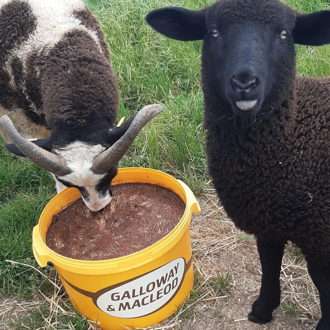 Sheep Feed - Animal Feed - Galloway & Macleod