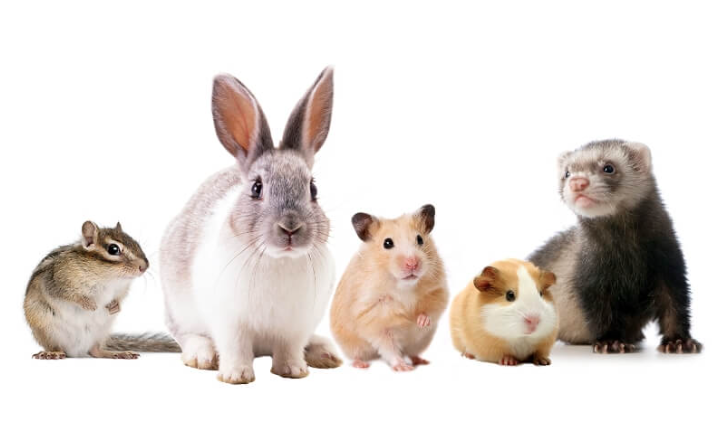 Small Animal Feed | Galloway & MacLeod