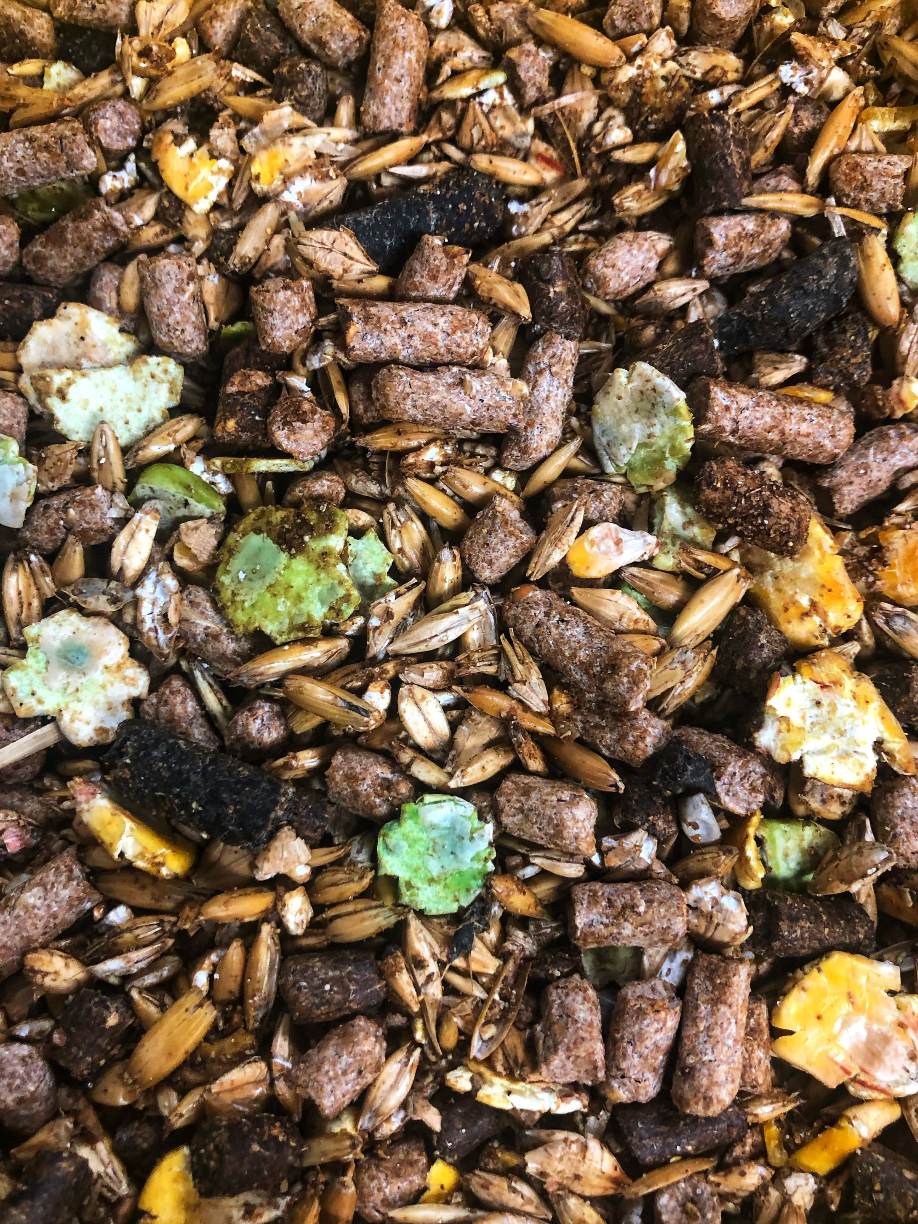 Omega Breeding & Youngstock Mix | Galloway & MacLeod