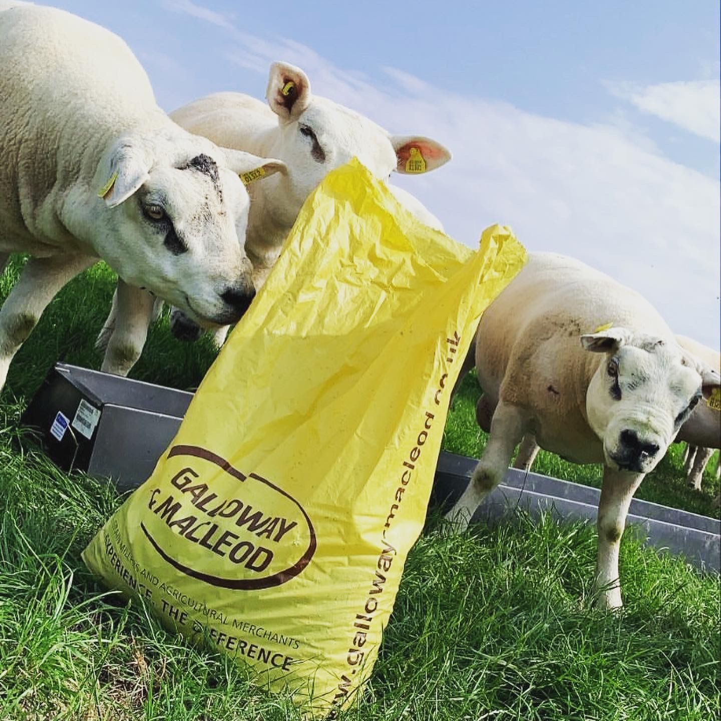 Galloway & Macleod - Animal feed - Agricultural Supplies