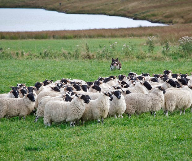 Superblock Bronze - Galloway & MacLeod