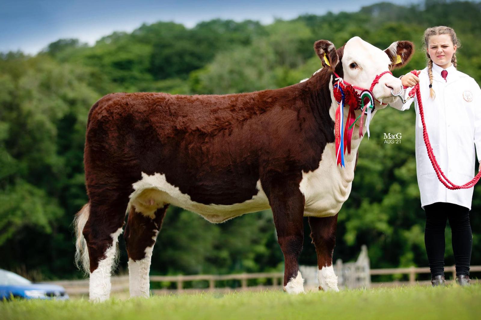 Show feed | Sheep, Cattle and Horse Feed | Galloway & MacLeod