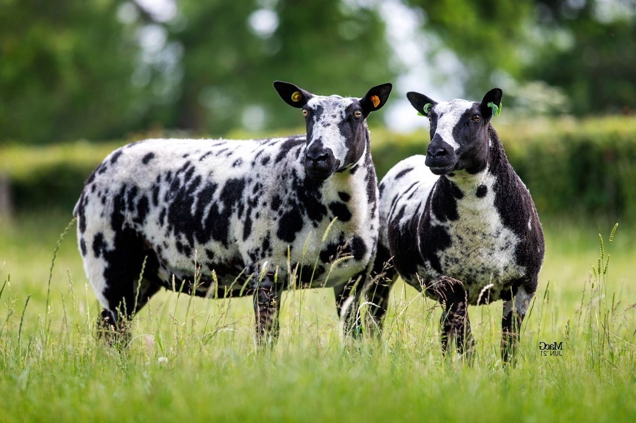 Sheep Feed - Animal Feed - Galloway & Macleod